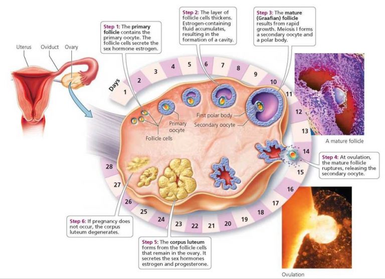 The Good Egg Understanding Ovulation KPJ Damanasara Fertility Centre